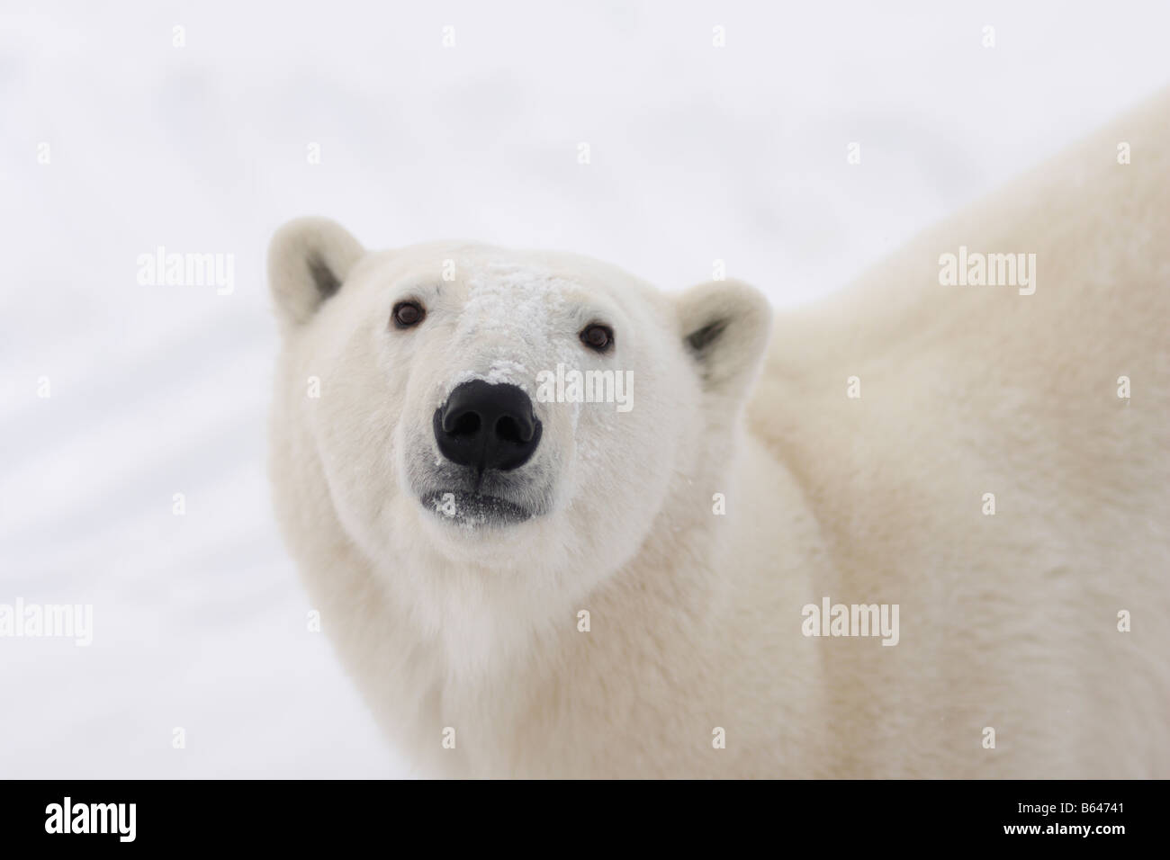 Polar Bear looking in to camera Stock Photo - Alamy