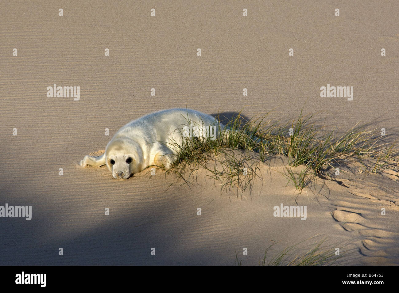 Cuddling seals hi-res stock photography and images - Alamy