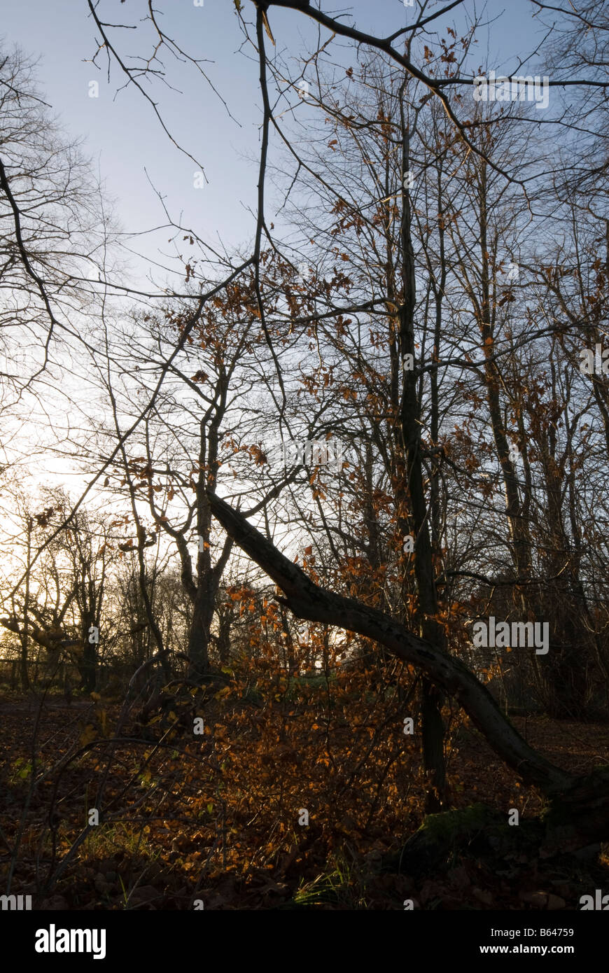 Autumn in the Woods Stock Photo - Alamy