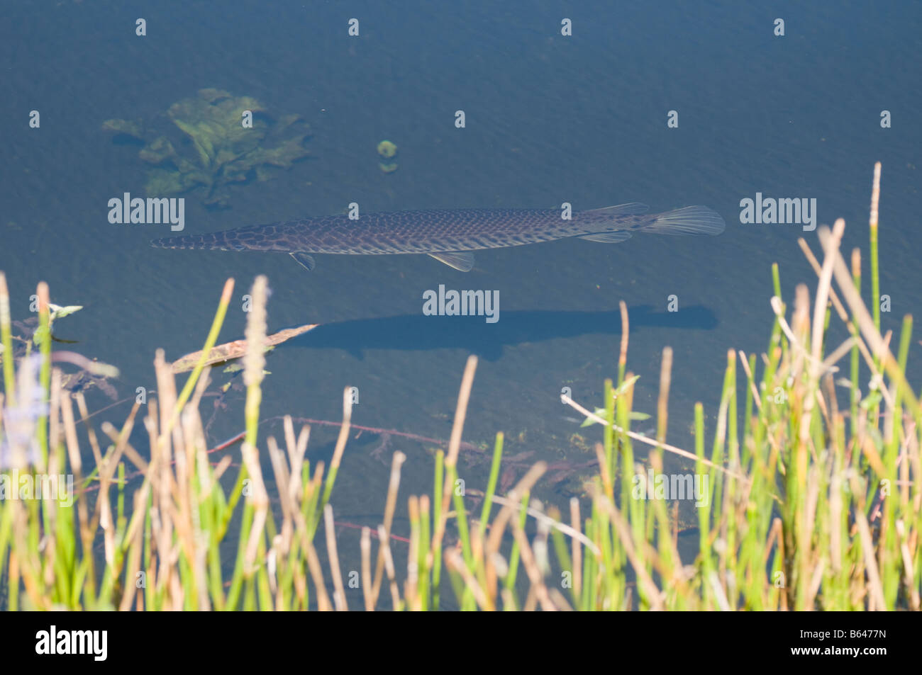 Fish swiming in the lake in Everglades, Florida Stock Photo - Alamy