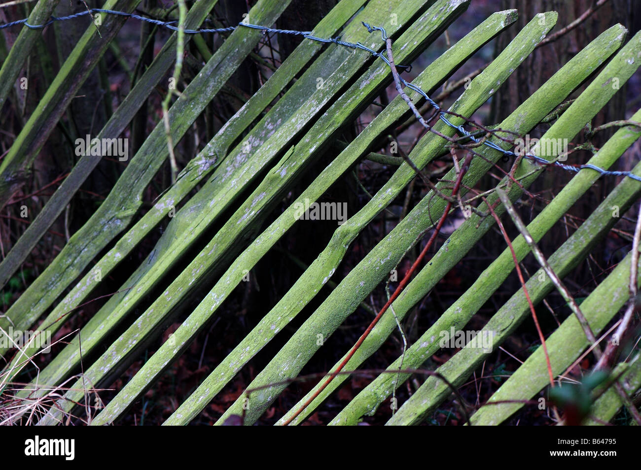 A wooden fence gone green and falling over Stock Photo - Alamy