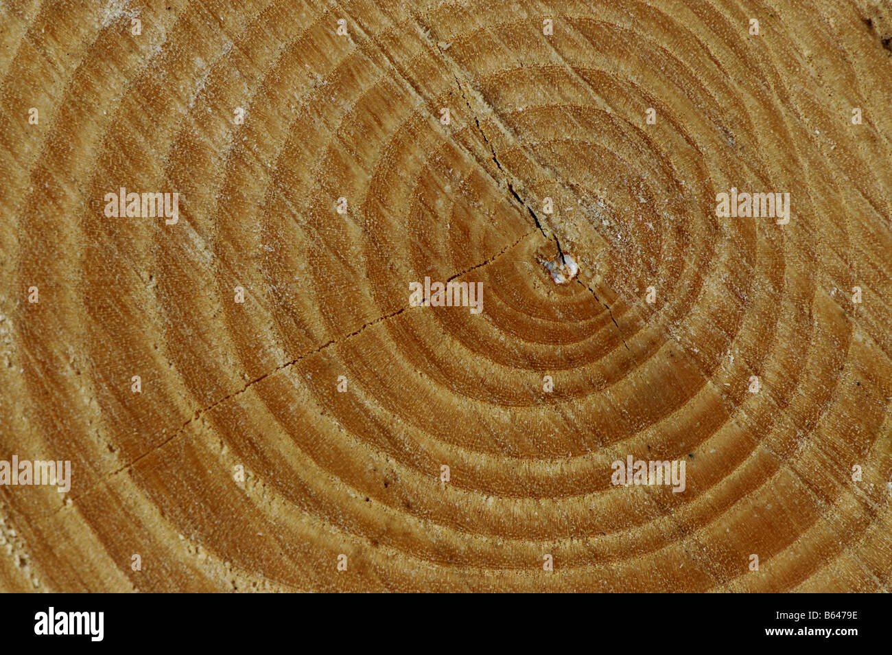 Stump wood sawn rings hi-res stock photography and images - Alamy
