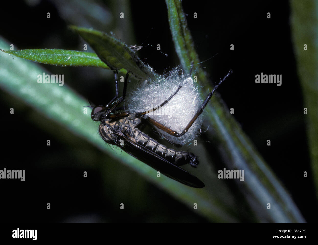 Dance fly Empis opaca Empididae male with a ball of willow seed fluff ...