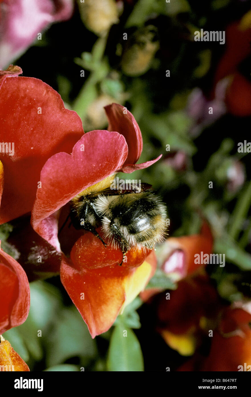 Bombus pascuorum Common Carder bumblebee worker on a snapdragon flower ...