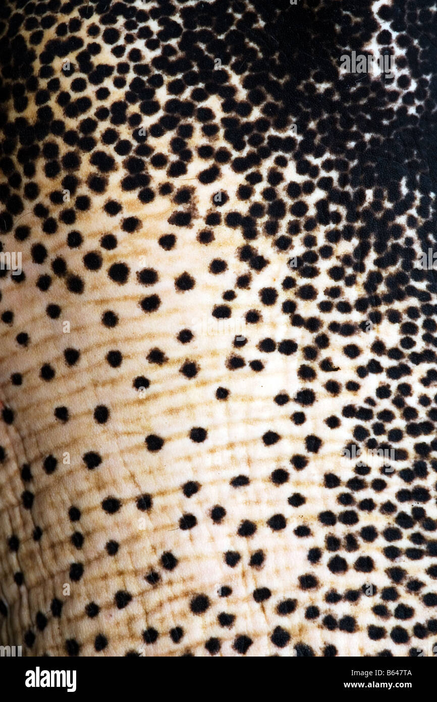 Closeup of an elephant's skin Stock Photo - Alamy