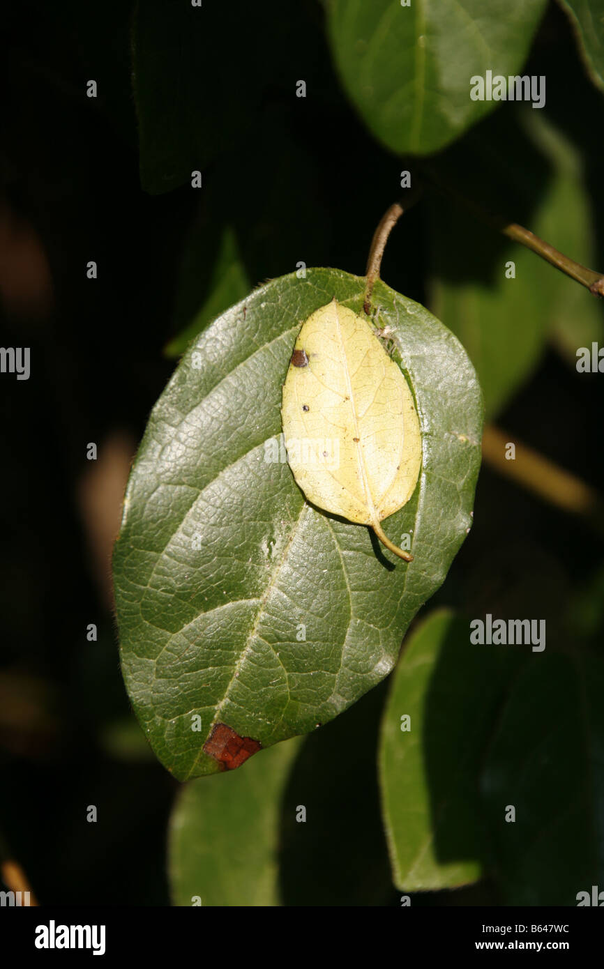 one fallen dead leaf resting on green leaf in woods Stock Photo - Alamy