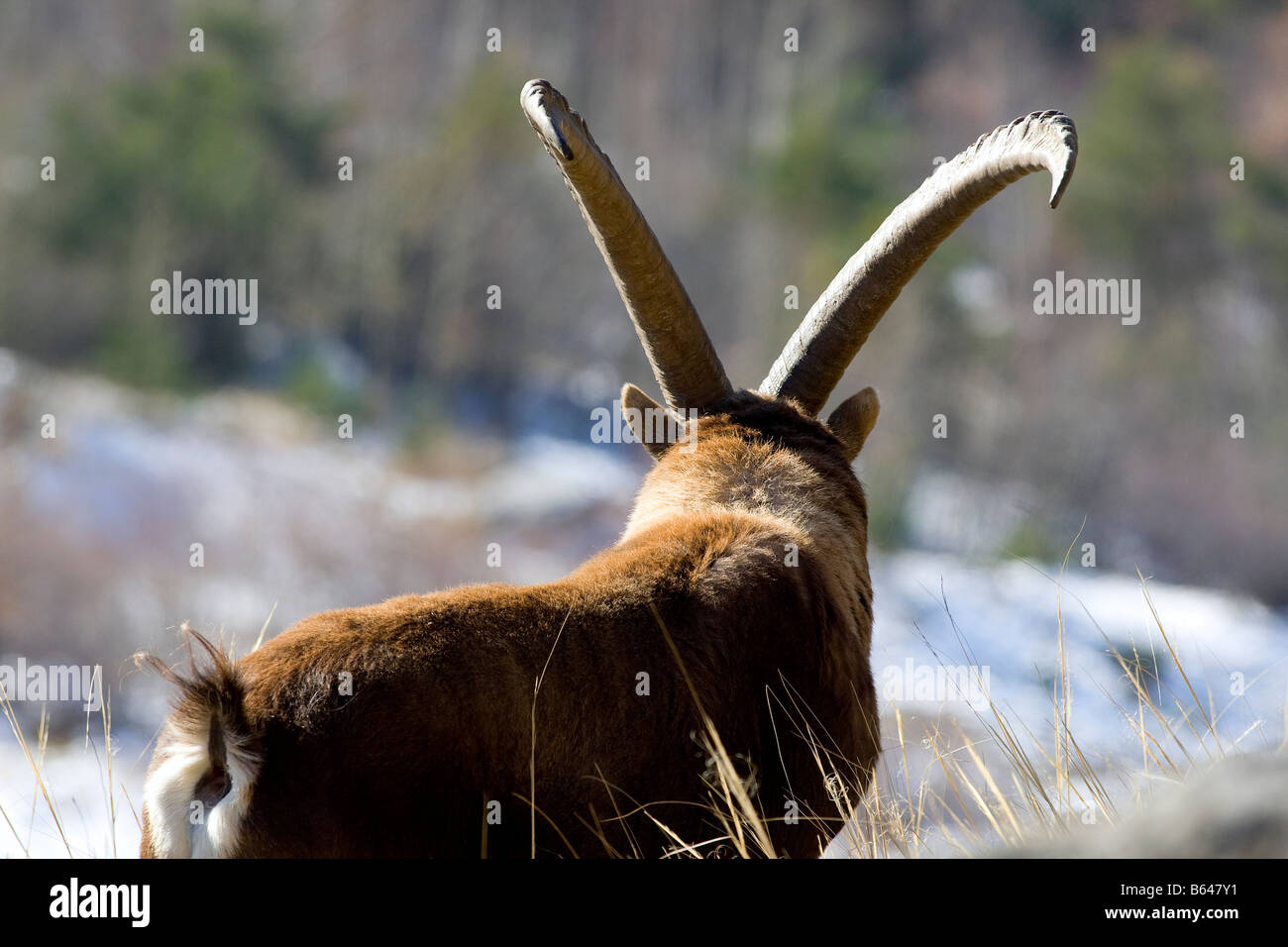 Male Alpine Ibex in the mountain. Sight of back Stock Photo - Alamy