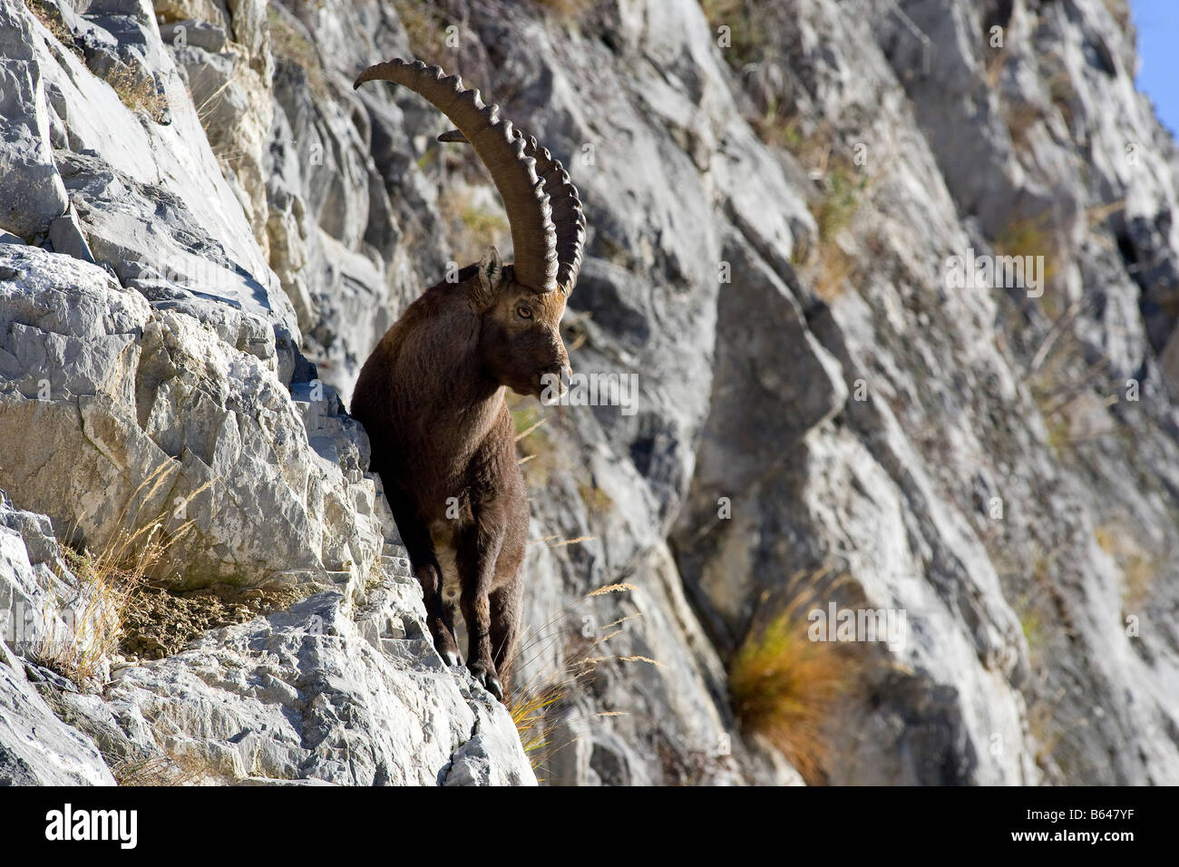 Male Alpine Ibex in the rock Stock Photo - Alamy
