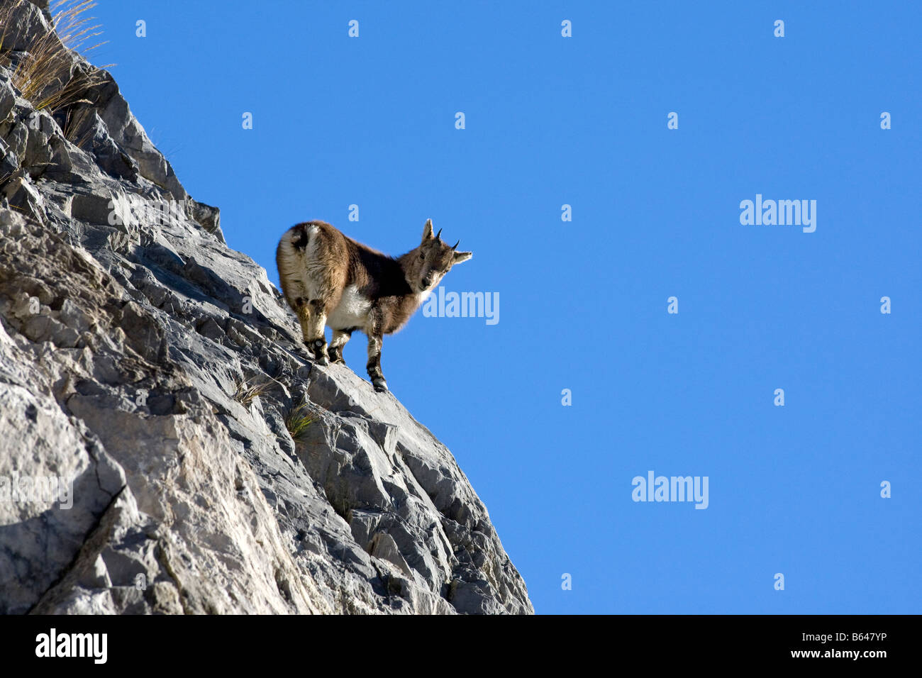 Small kids Alpine Ibex in the mountain Stock Photo - Alamy