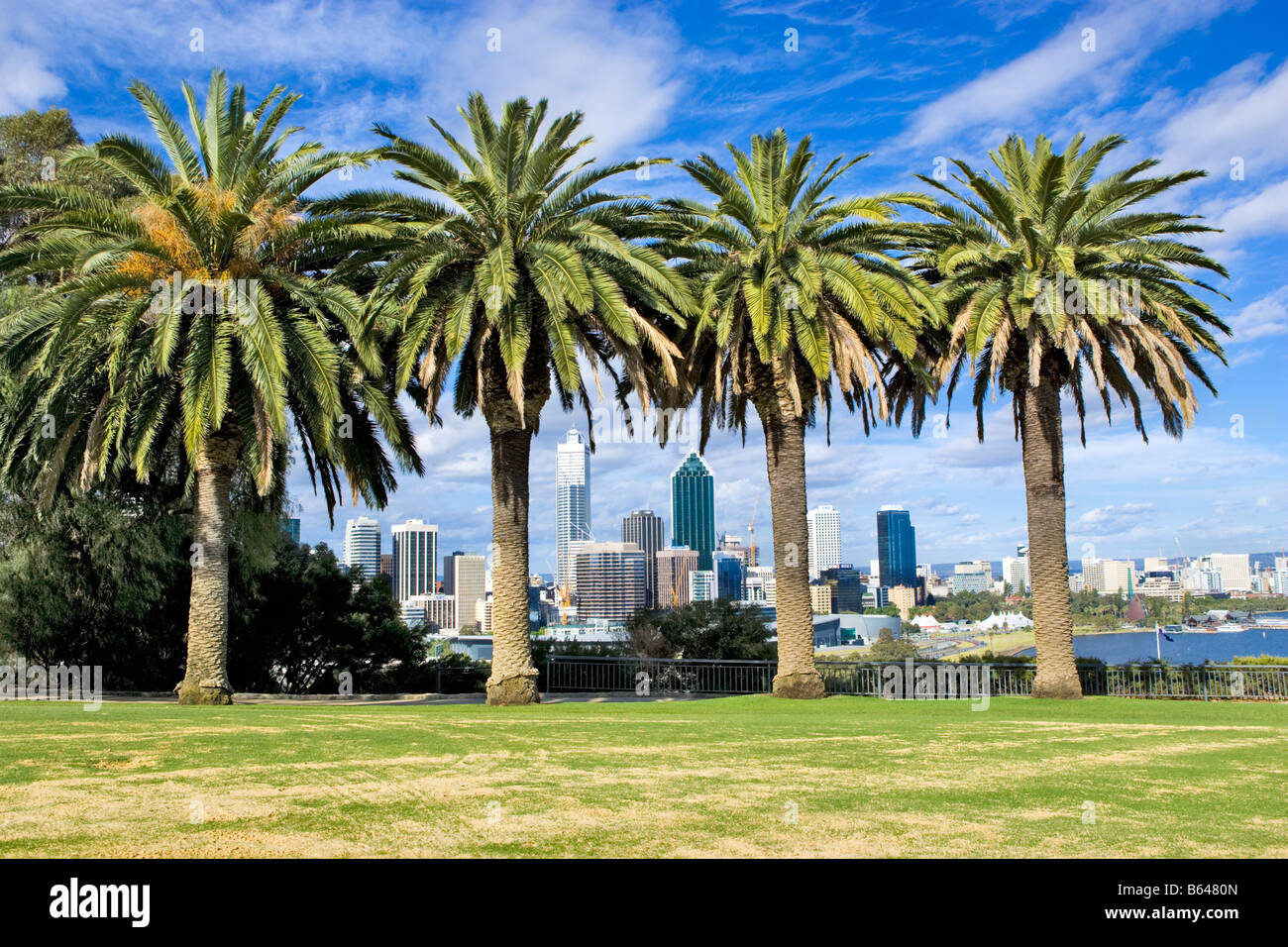 Palm trees in King's Park with Perth's skyscrapers in the distance ...