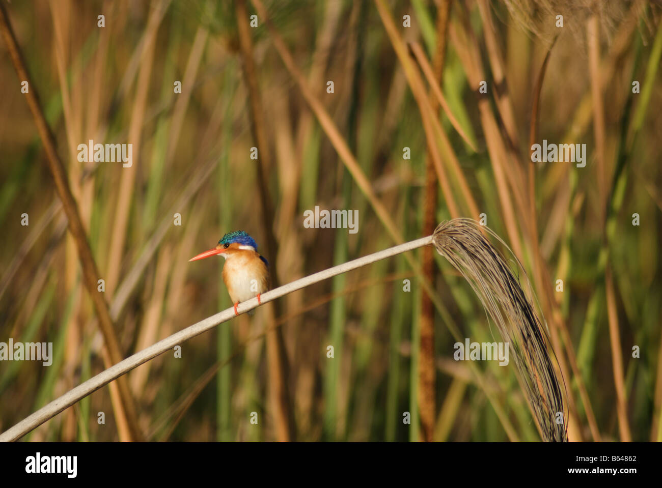African Pygmy Kingfisher sitting on a reed, Africa Stock Photo - Alamy