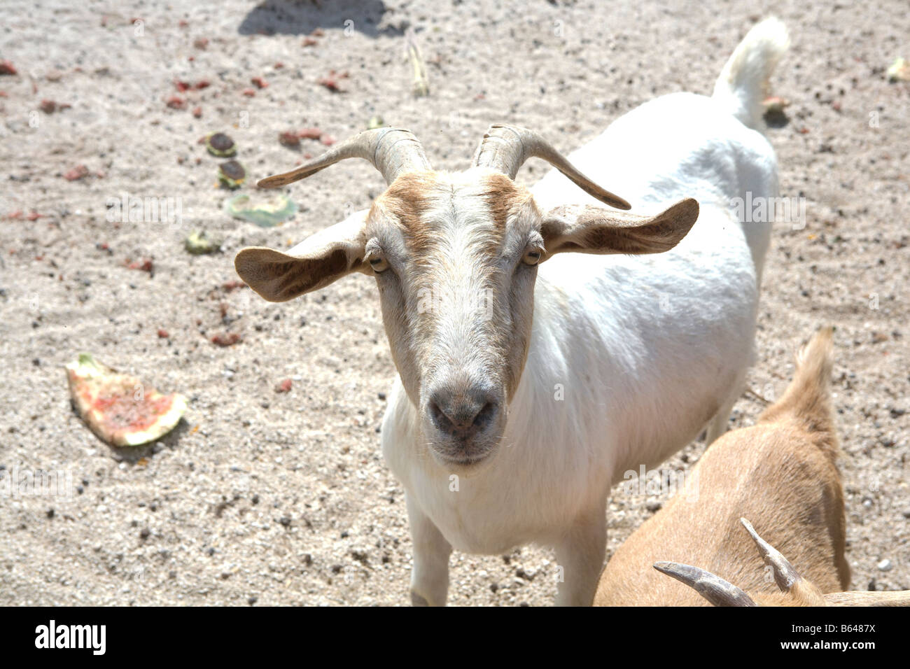 Billy the goat hi-res stock photography and images - Alamy