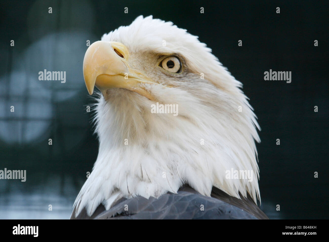 Bald eagle profile view hi-res stock photography and images - Alamy