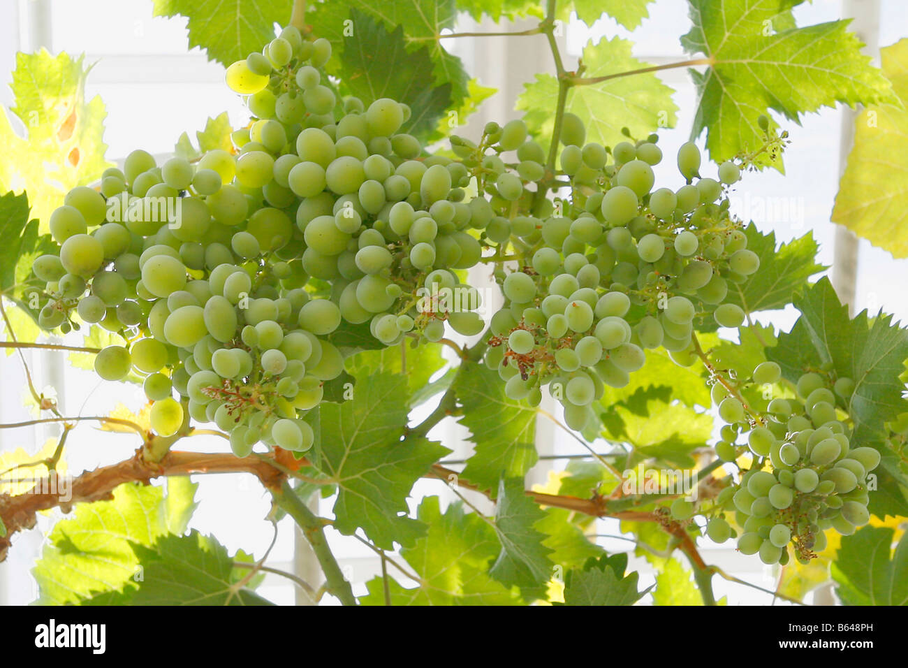 Clusters of white grapes gathered on vines Stock Photo - Alamy