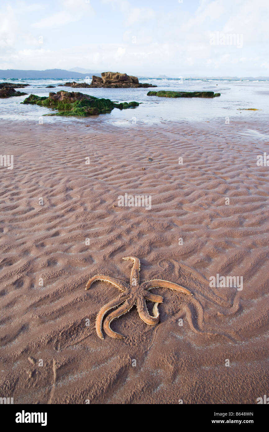Starfish on the beach Stock Photo - Alamy
