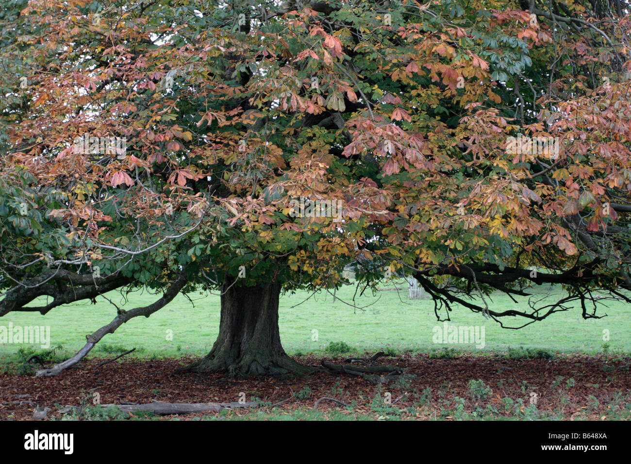Chestnut tree with leaves on the point of turning colour for autumn ...