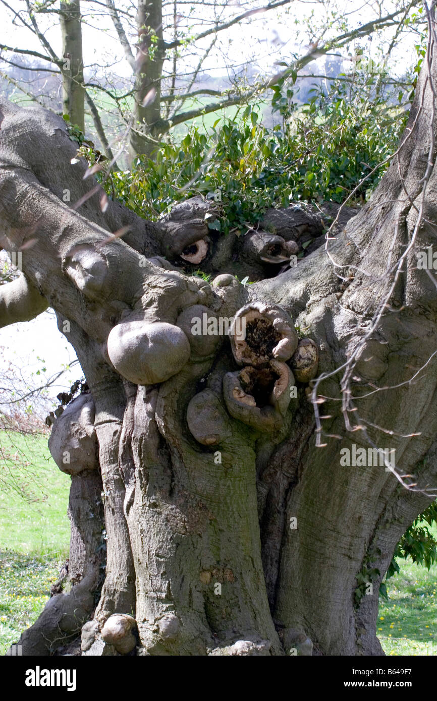 Ugly face on self perpetuating tree at Ripley Hall Cheshire Stock Photo ...