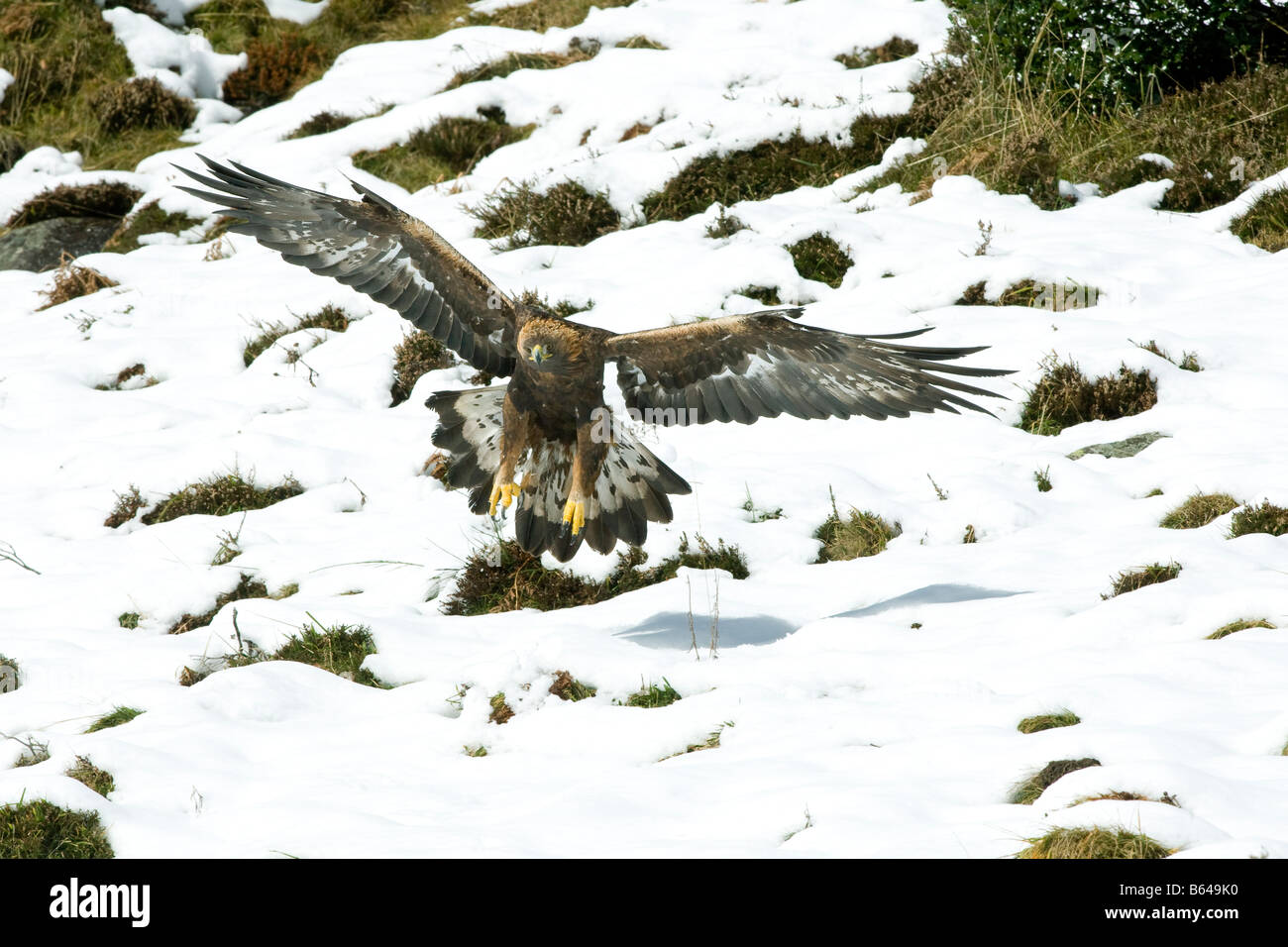 Golden eagle in flight Stock Photo - Alamy