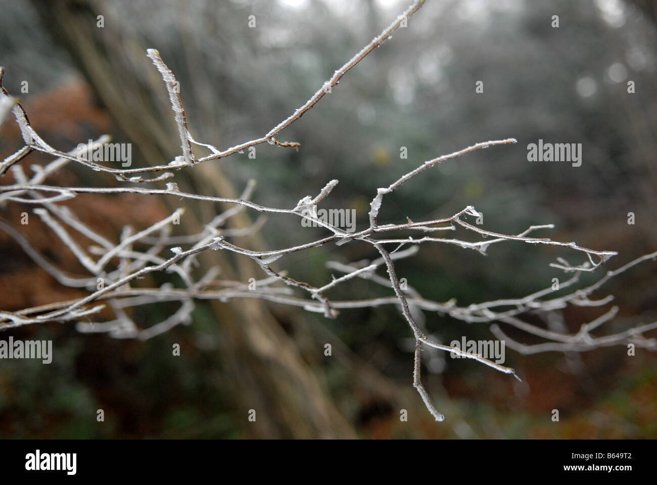 Twigs in ice hi-res stock photography and images - Alamy