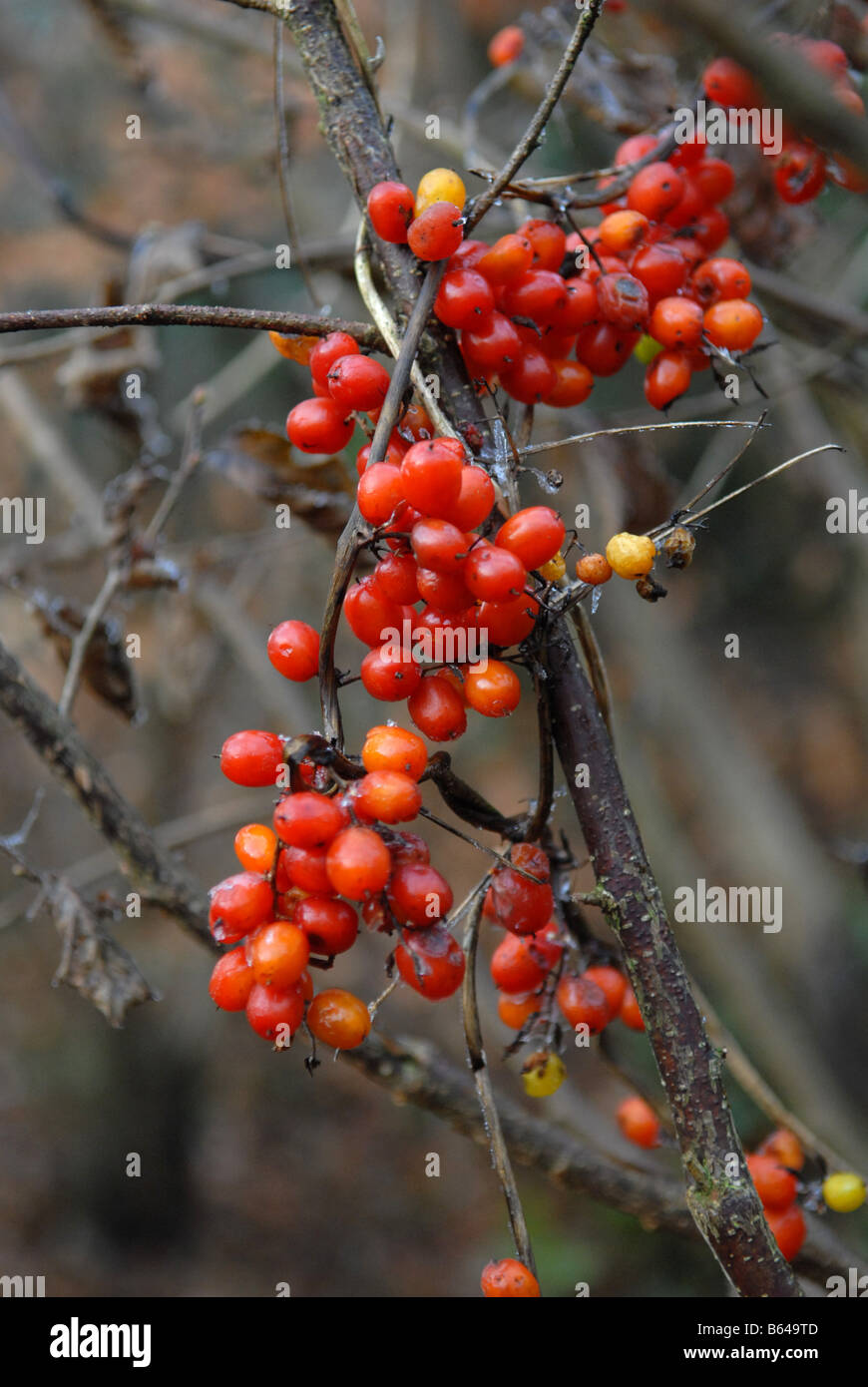 Deadly nightshade plant hi-res stock photography and images - Alamy