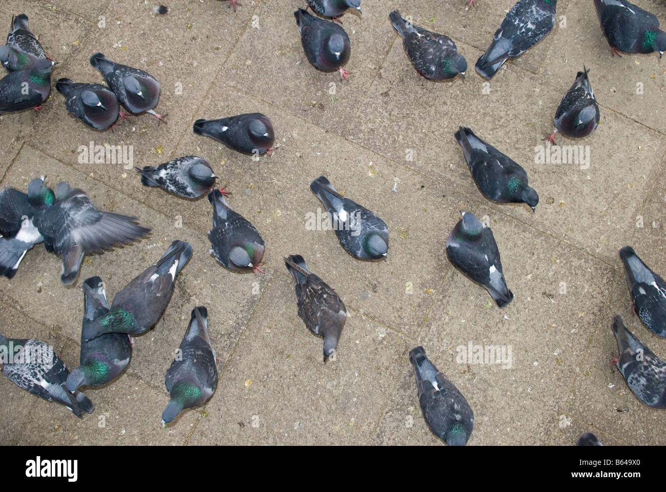 Pigeons on St. Mark's Square, Piazza San Marco Venice Italy Stock Photo ...
