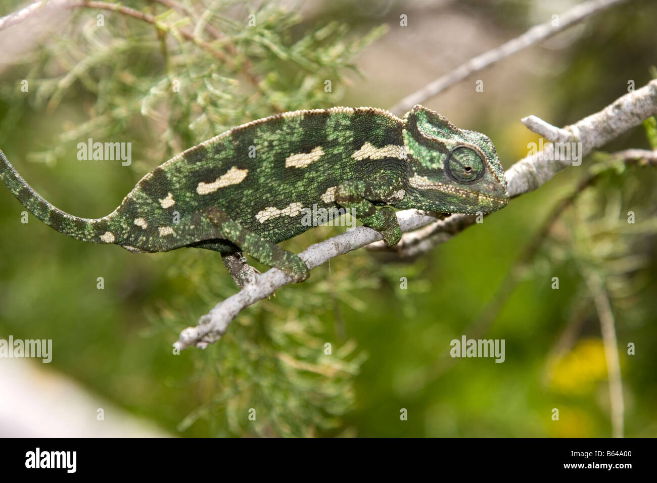 Mediterranean chameleon hi-res stock photography and images - Alamy