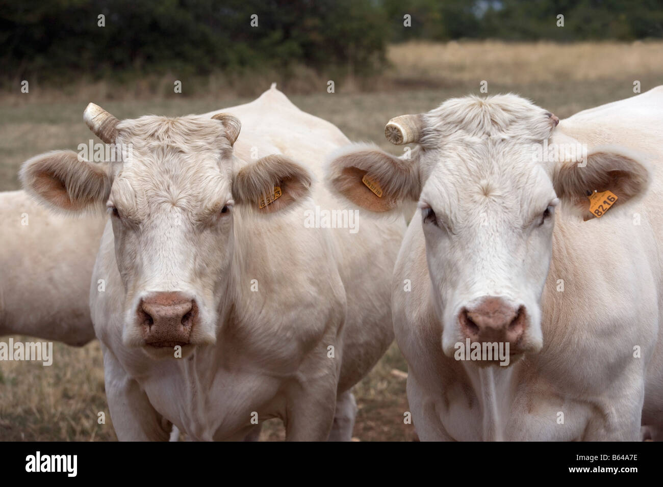 France, near Beaune, Burgundy, Meat cows Stock Photo - Alamy