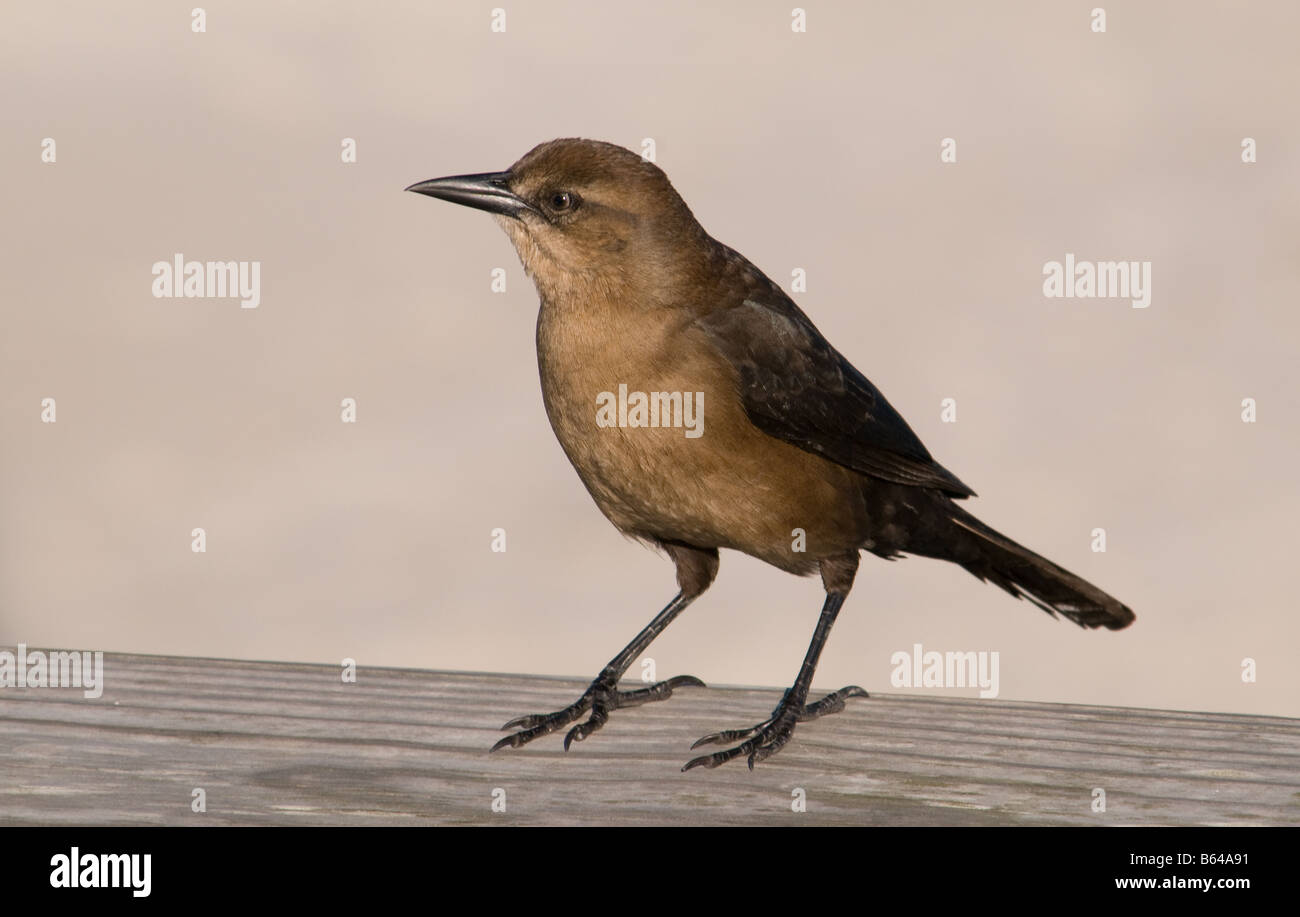 Grackle Female brown, North Carolina Stock Photo - Alamy