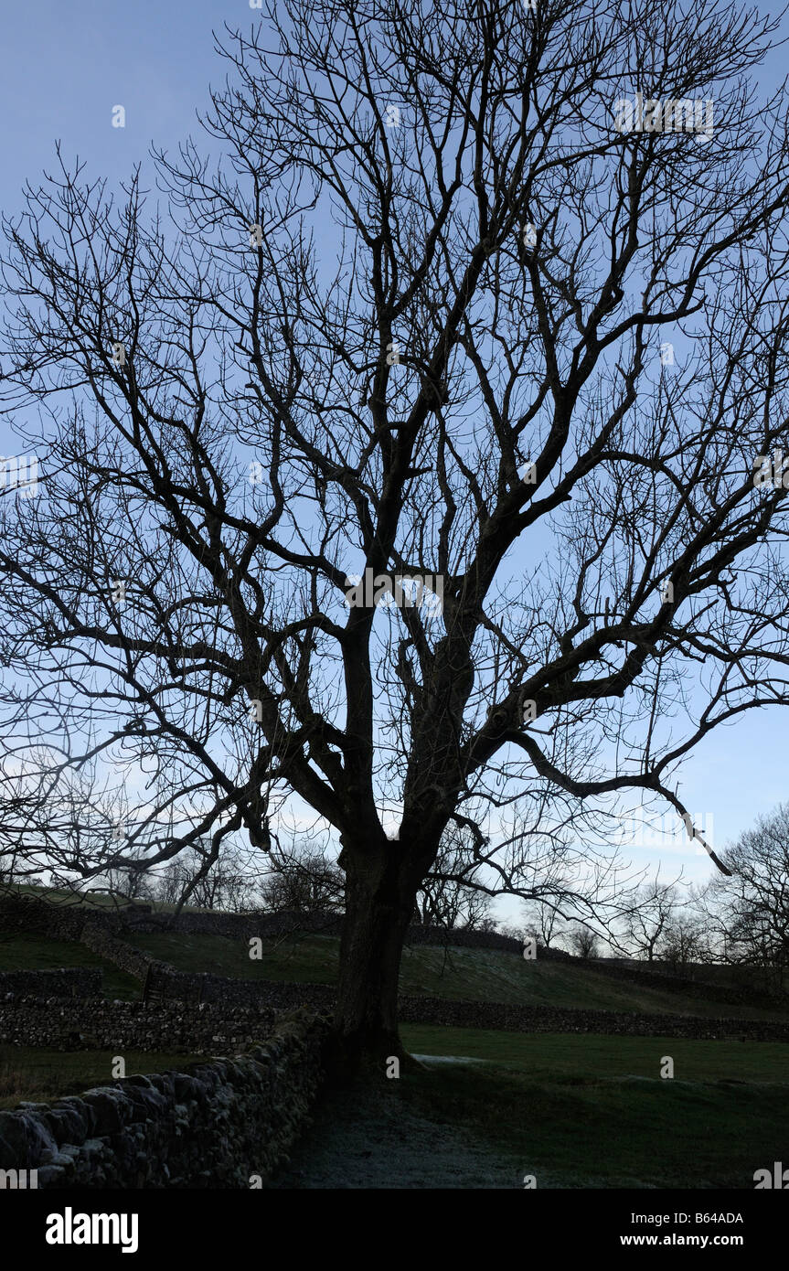 Deciduous Tree in Winter Photographed in Burnsall Village, Yorkshire ...