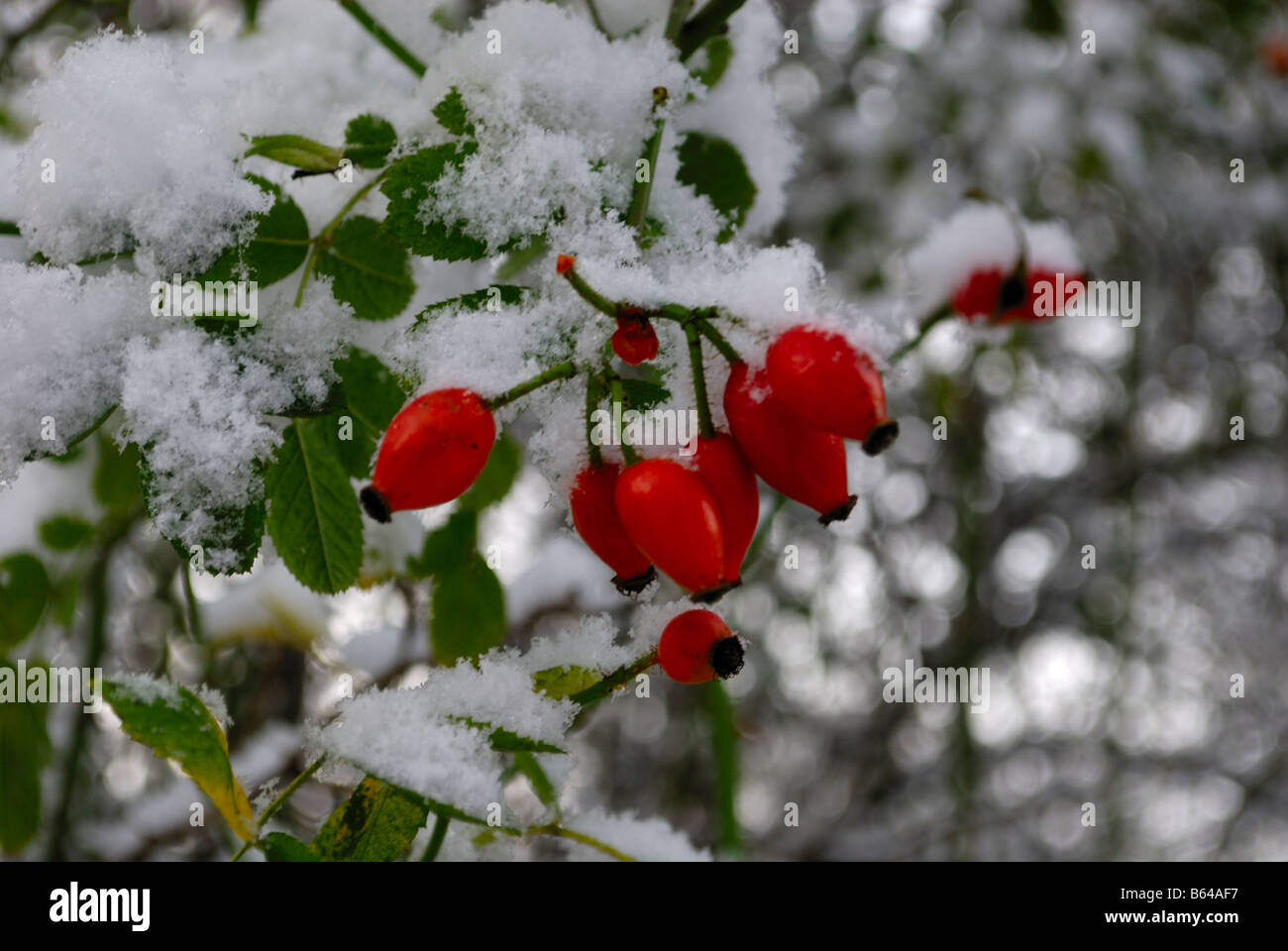 Rose hips and snow hi-res stock photography and images - Alamy