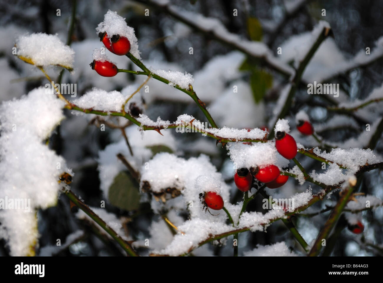 Rose hip in snow hi-res stock photography and images - Alamy