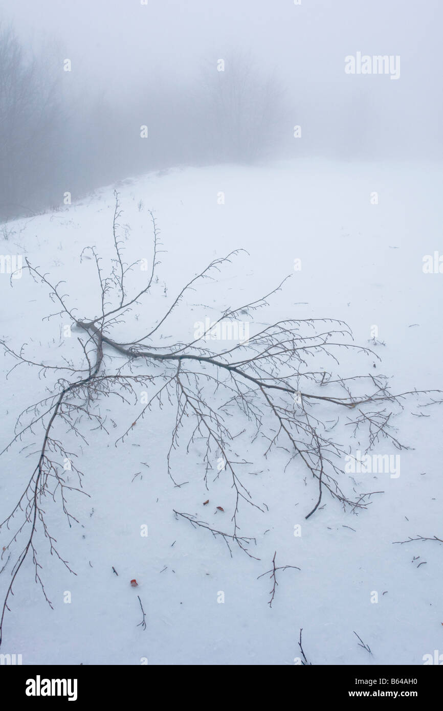Fallen tree branch on snow in Winter Stock Photo - Alamy