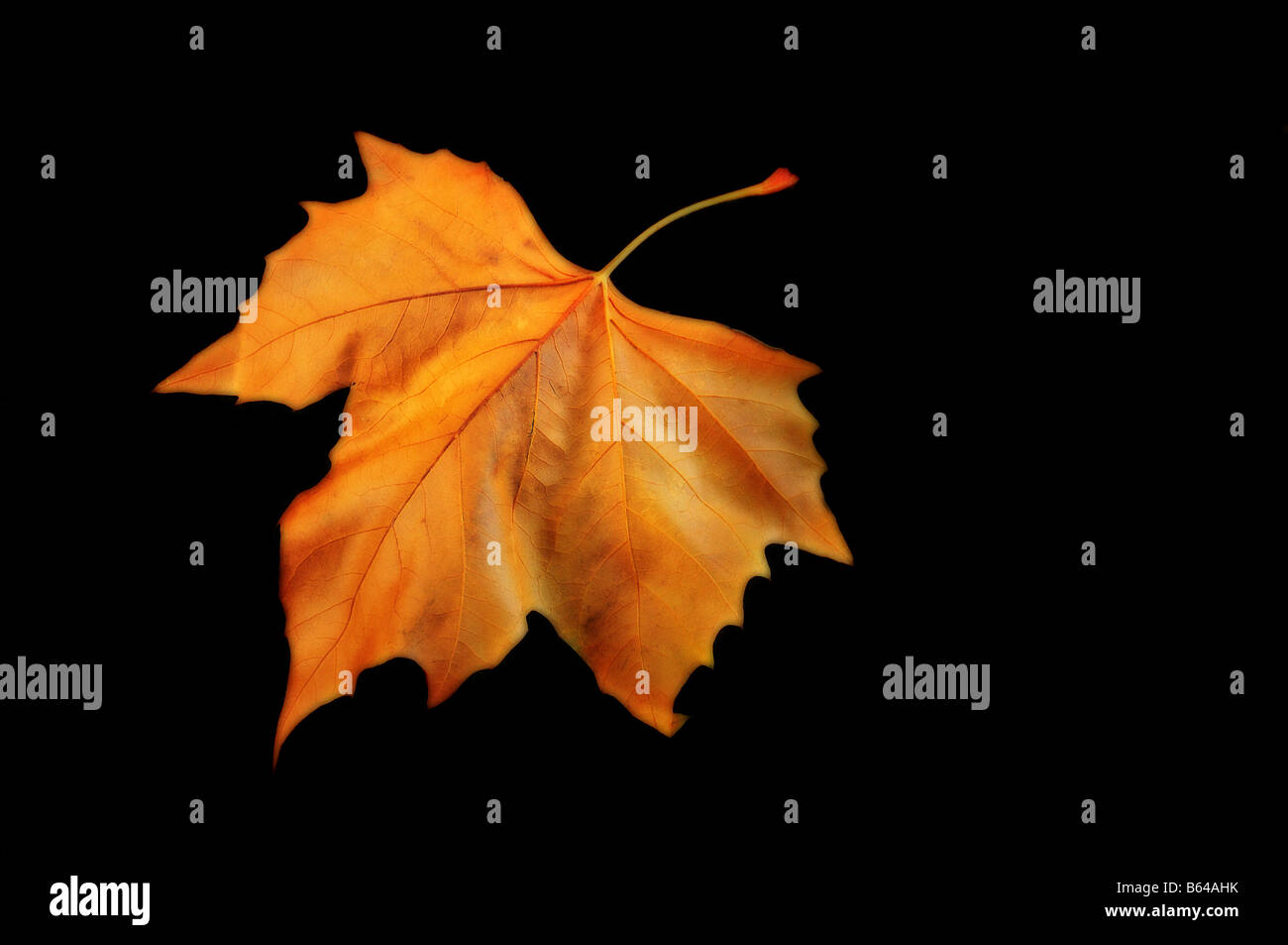 Copper maple leaf hi-res stock photography and images - Alamy