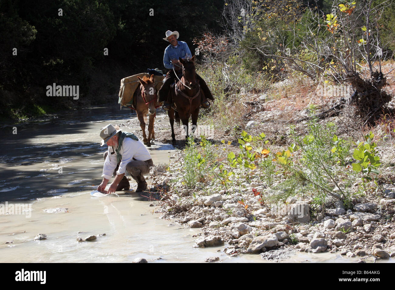 Gold digger mule hi-res stock photography and images - Alamy