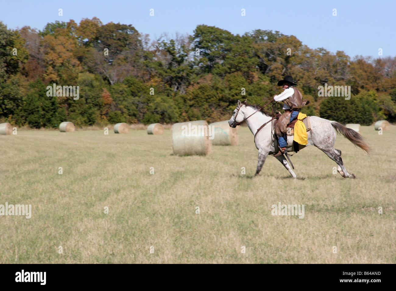 A cowboy running his horse all out in the hay field of Texas Stock ...