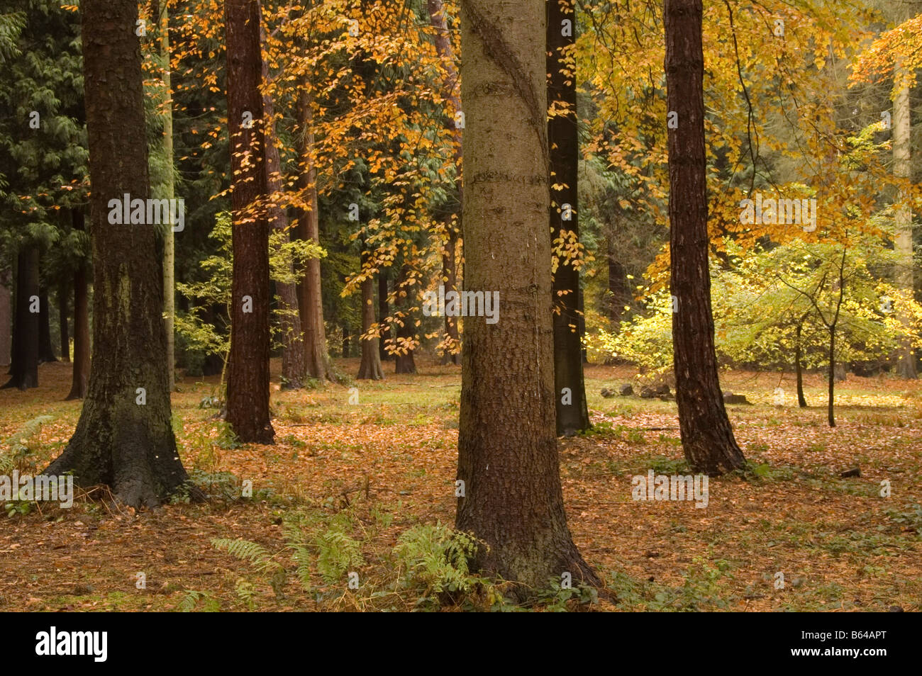 Conifer Trees and Beech Trees at Virginia Water Park Virginia Water ...