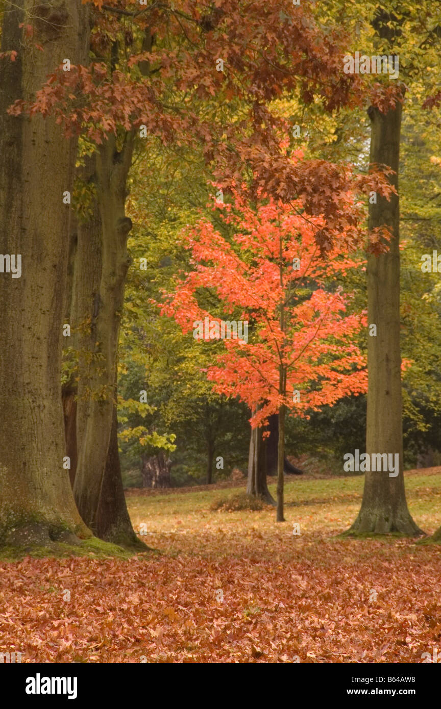 The Pink Tree The Valley Gardens Virginia Water Surrey England UK Stock ...