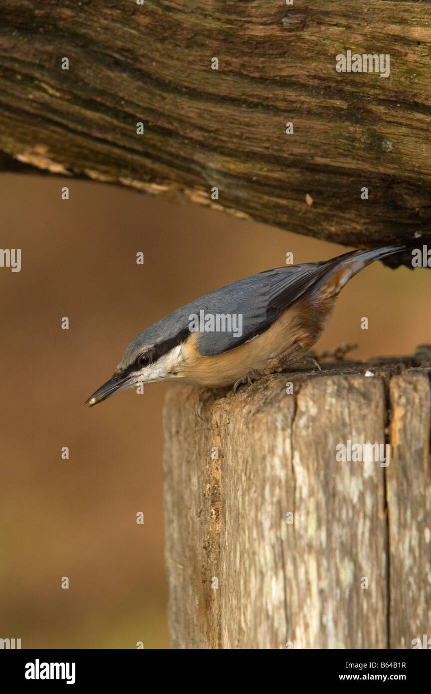 Nuthatch (Sitta europaea Stock Photo - Alamy