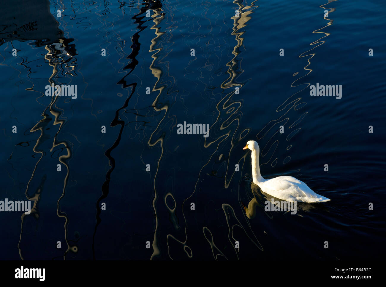 Swan and boat reflections, Lake Windermere, Lake District National Park ...