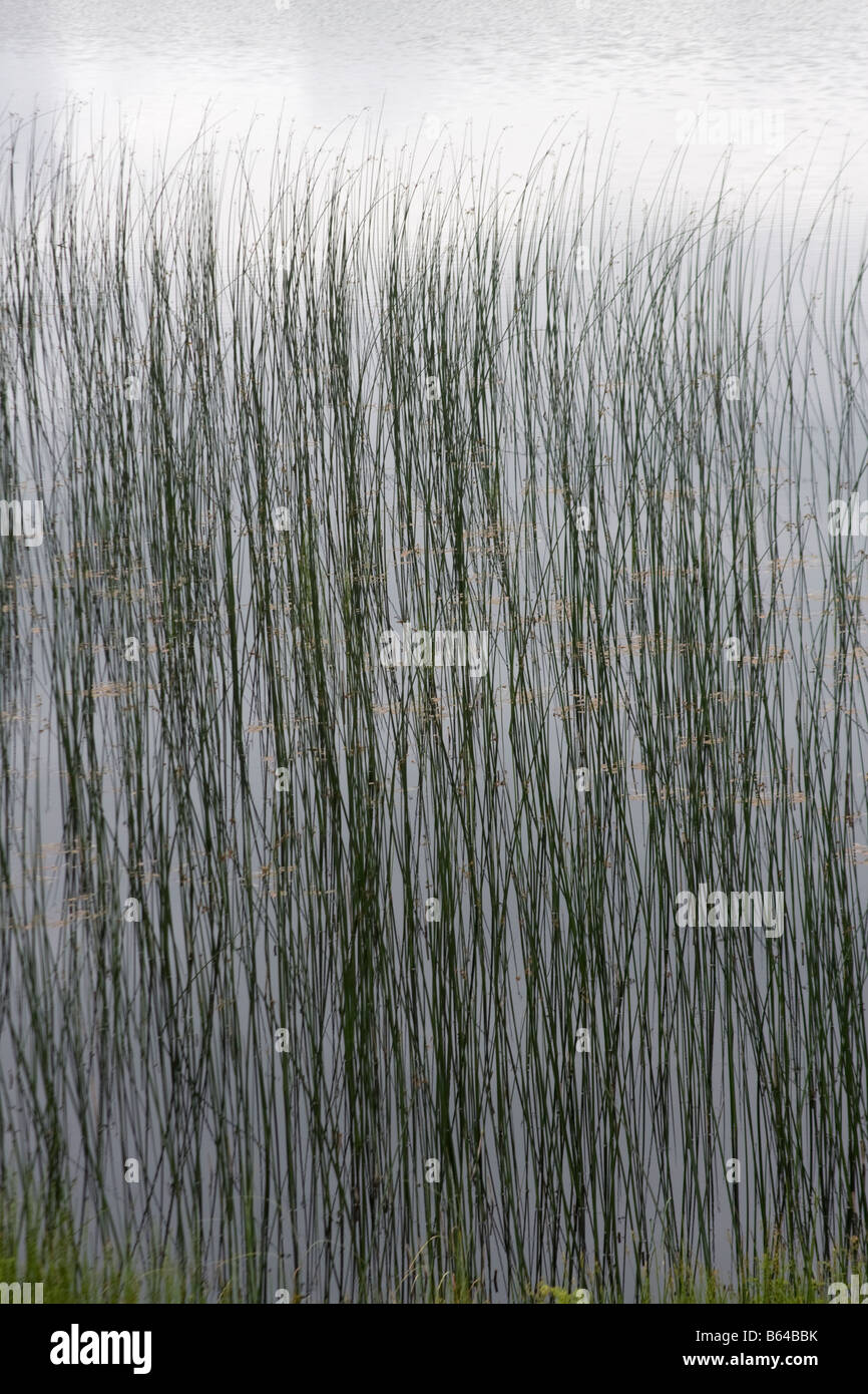 Matted reeds hi-res stock photography and images - Alamy