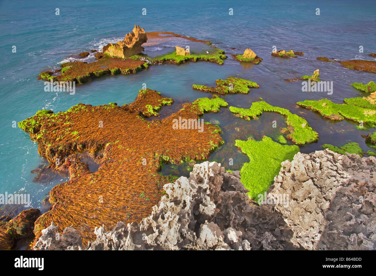 Limestone coast australia hi-res stock photography and images - Alamy