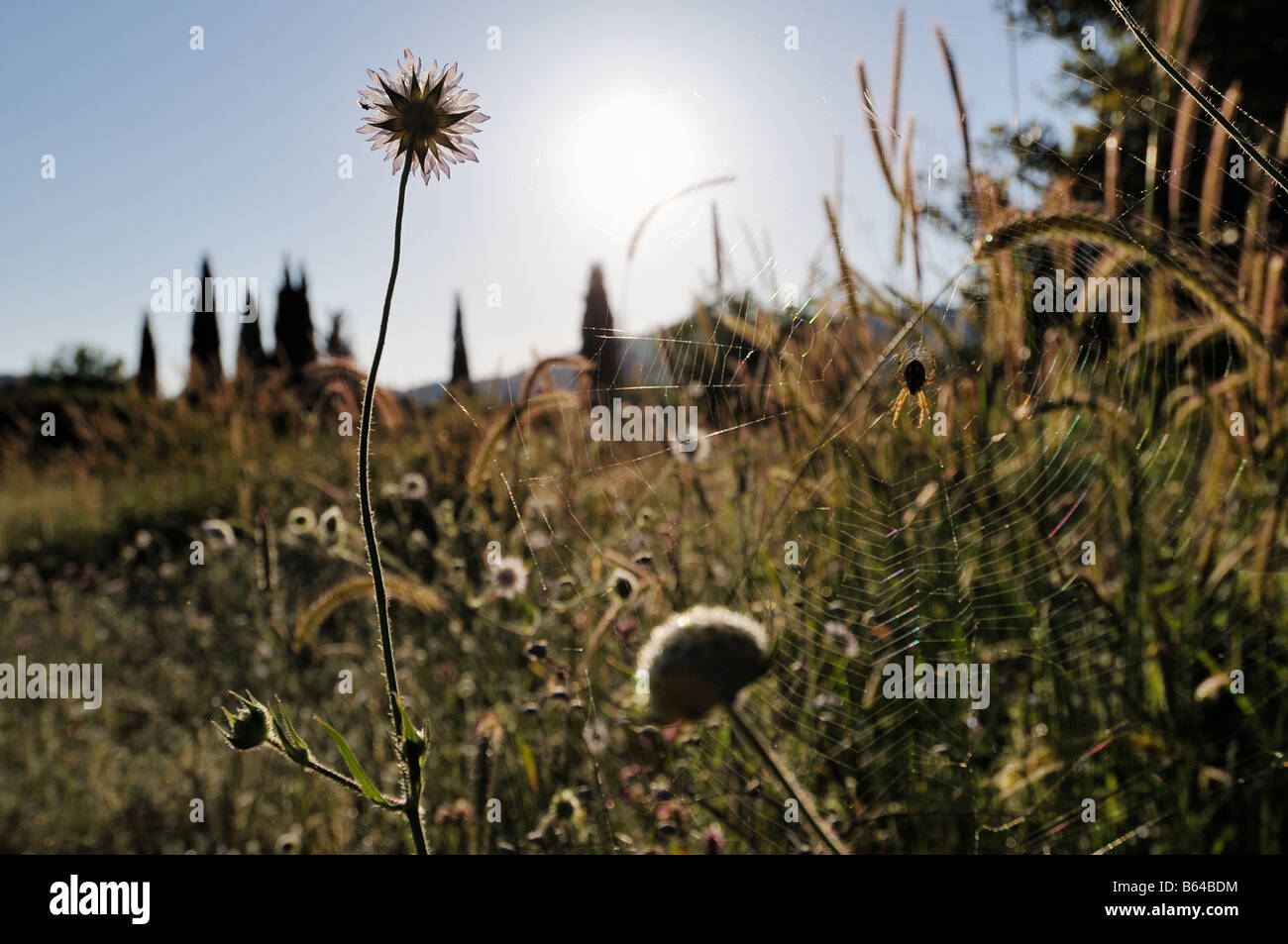 Greek spiders hi-res stock photography and images - Alamy