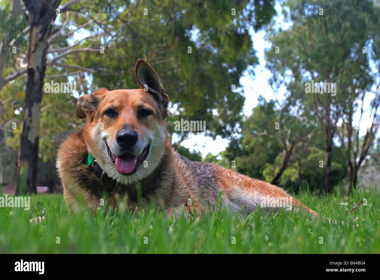 German pet hi-res stock photography and images - Alamy