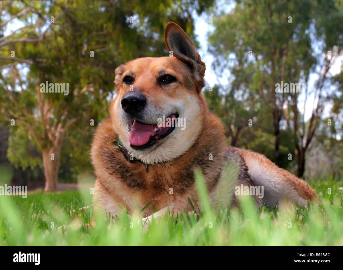Smiling German Shepard Stock Photo - Alamy