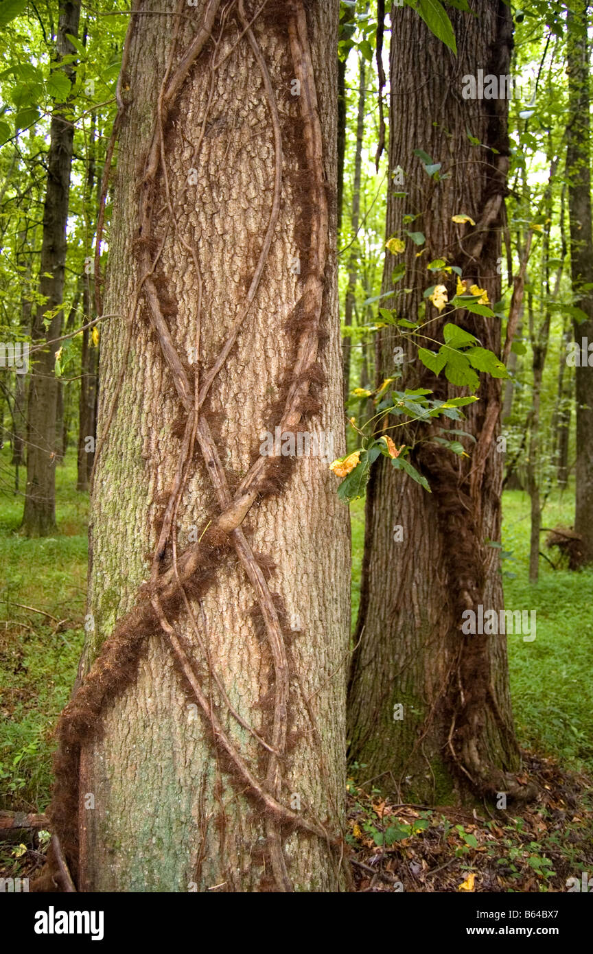 Poison Oak Vine