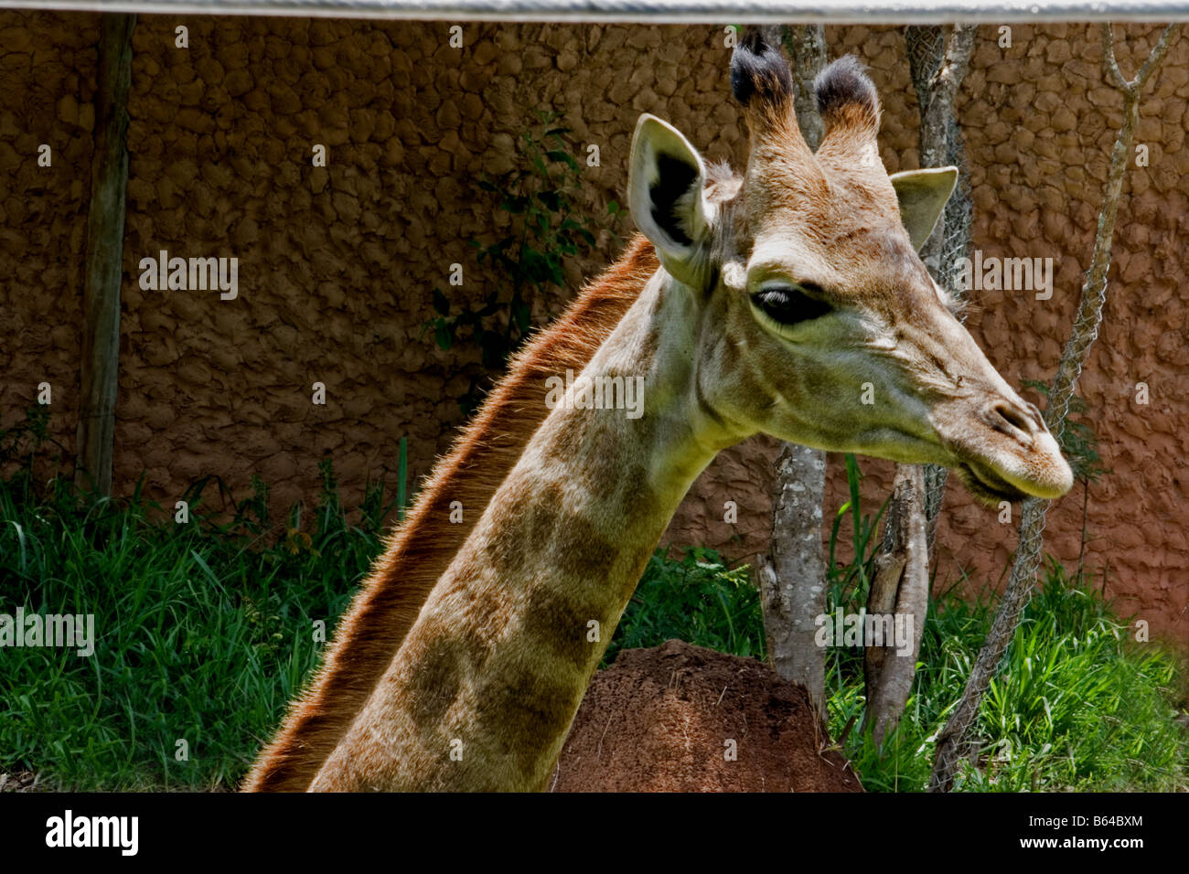 Giraffe closeup head neck detail hi-res stock photography and images ...