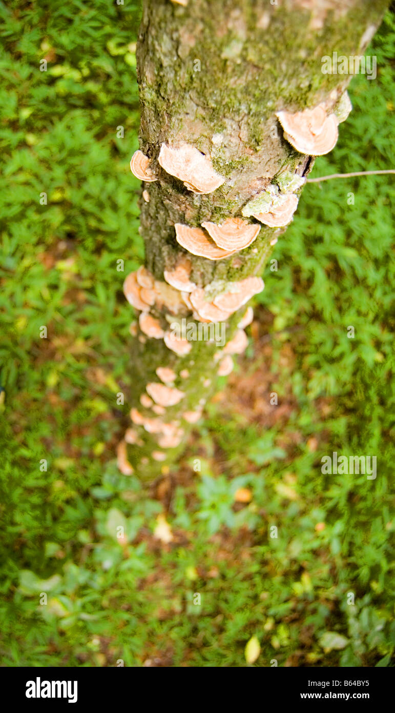 Bracket fungi on a tree trunk Huntley Meadows Park Alexandria Fairfax ...