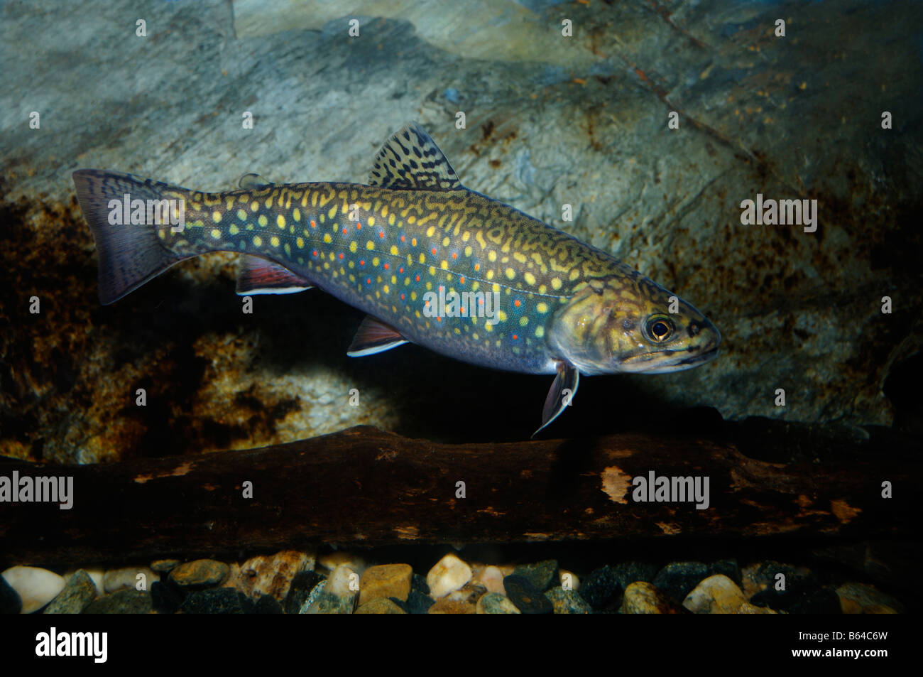 Brook trout Salvelinus fontinalis captive Stock Photo - Alamy