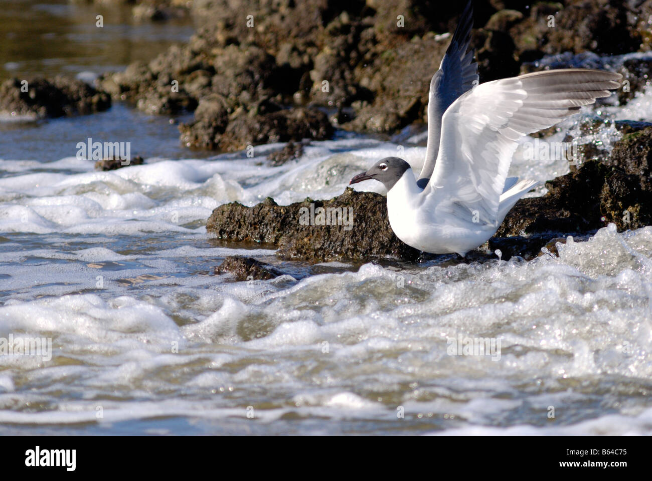 Gulf coast laughing gull hi-res stock photography and images - Alamy