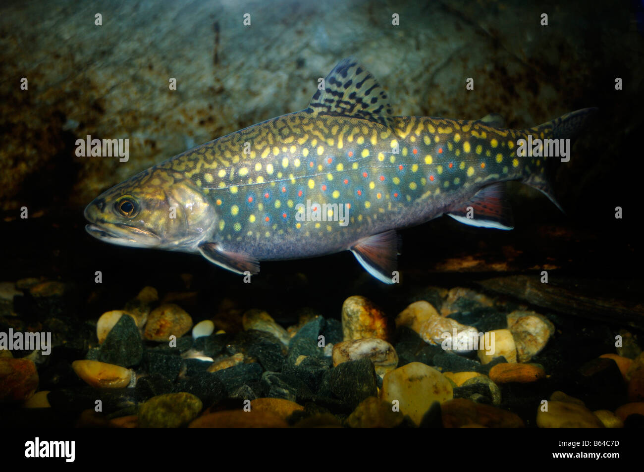 Salvelinus fontinalis hi-res stock photography and images - Alamy